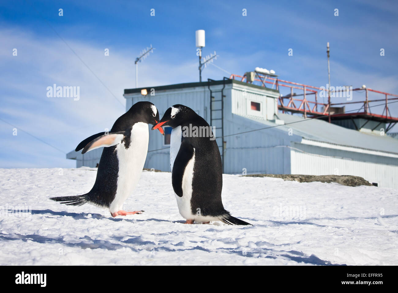 penguins in Antarctica Stock Photo - Alamy