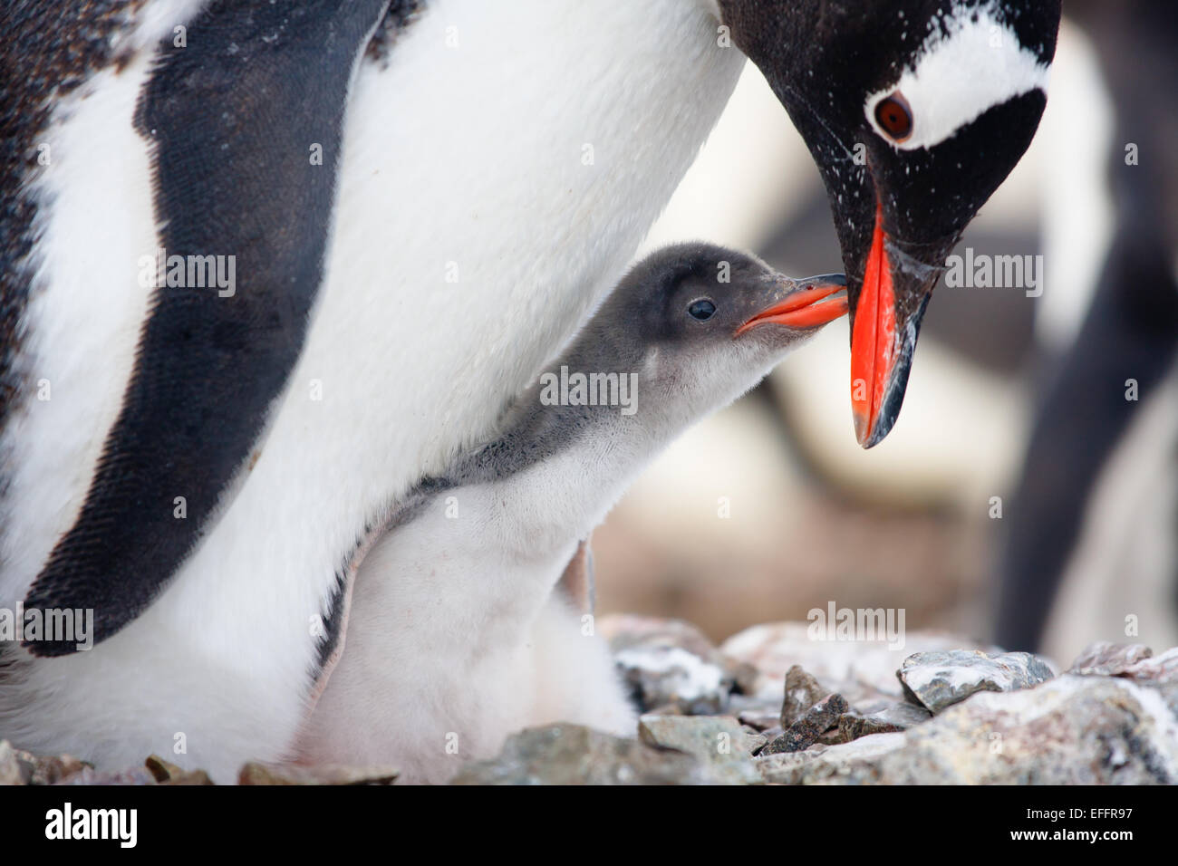 Mother feeding gentoo baby penguin hi-res stock photography and images ...
