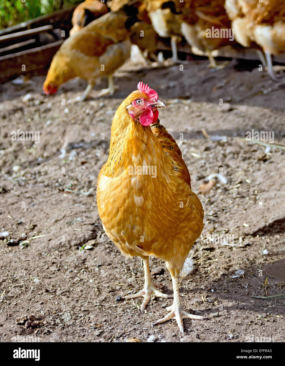 Chicken paddock hi-res stock photography and images - Alamy