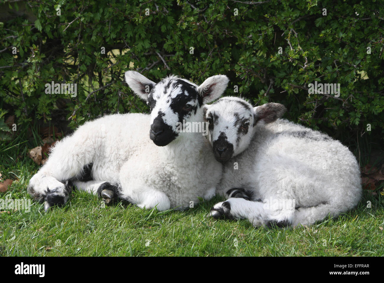 Lambs Cuddling