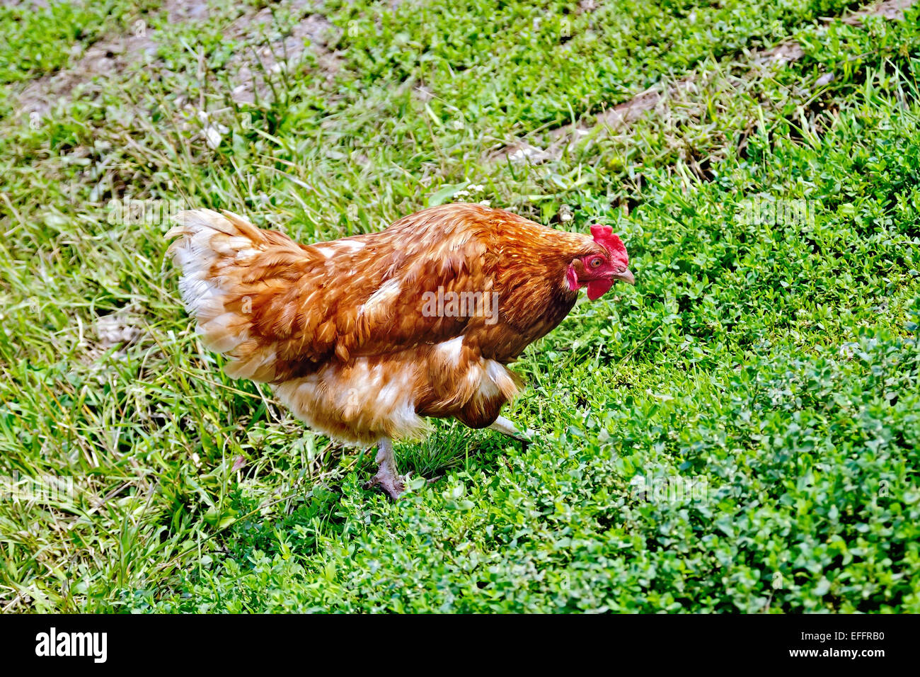 Chicken brown on green grass Stock Photo - Alamy