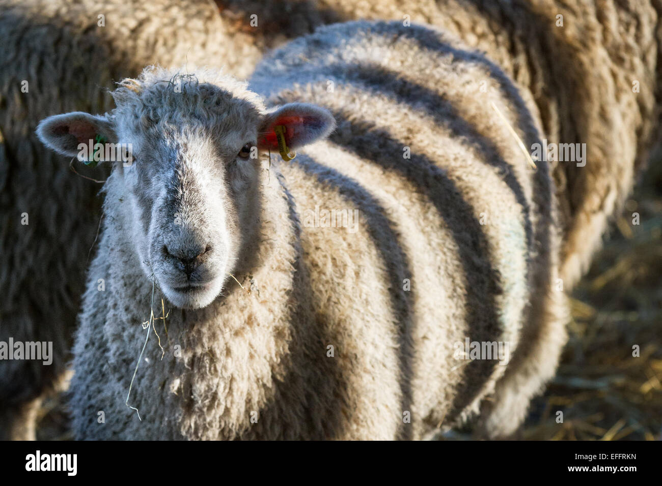 Zebra mule hi-res stock photography and images - Alamy