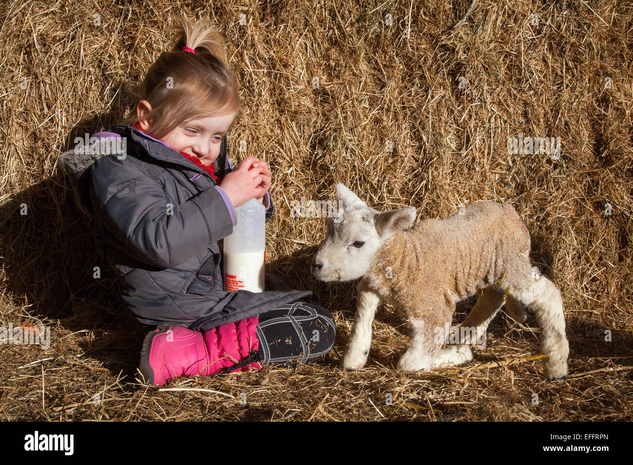 School kids at farm feeding animals hi-res stock photography and images ...