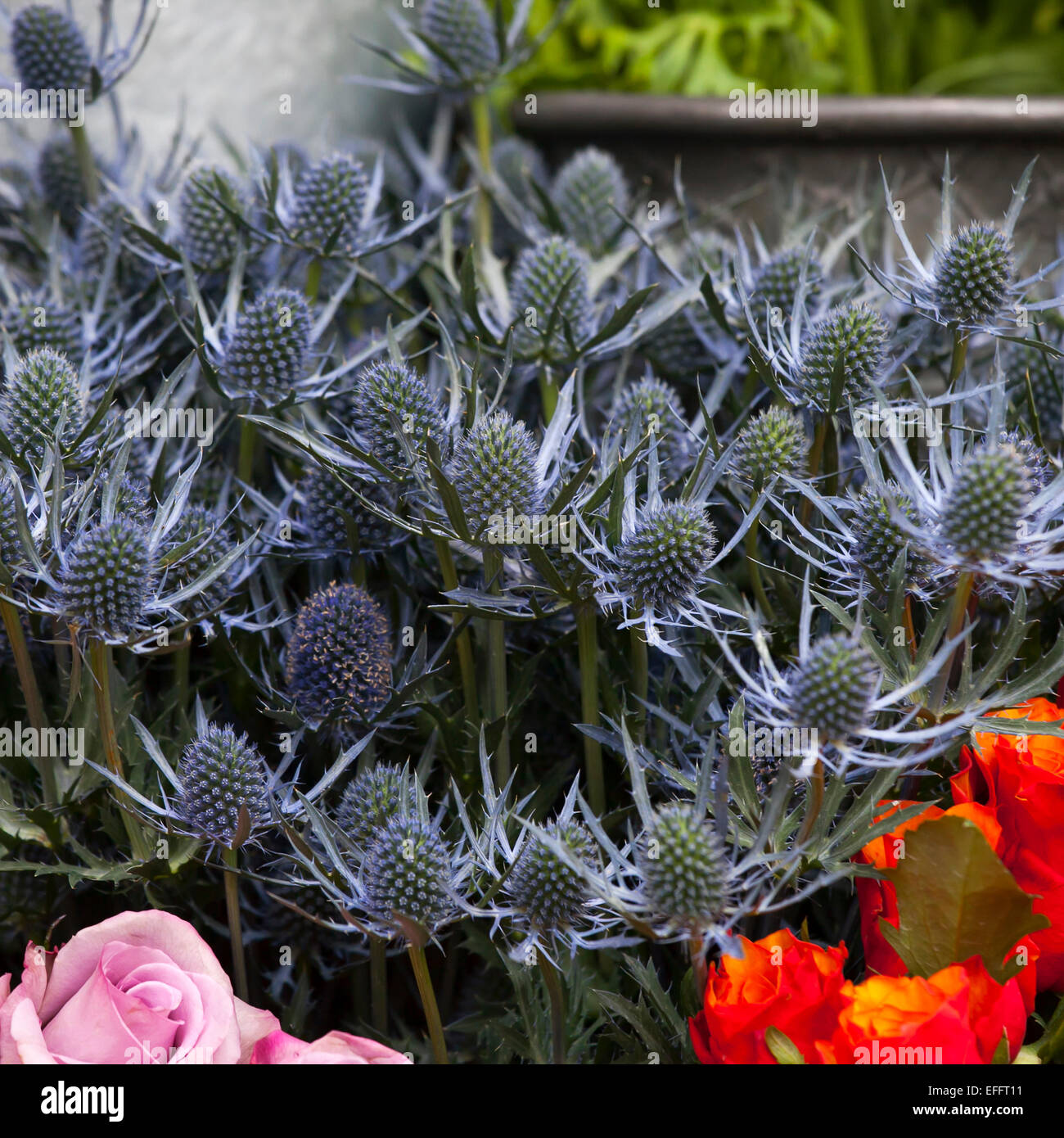blue burr in the basket Stock Photo - Alamy