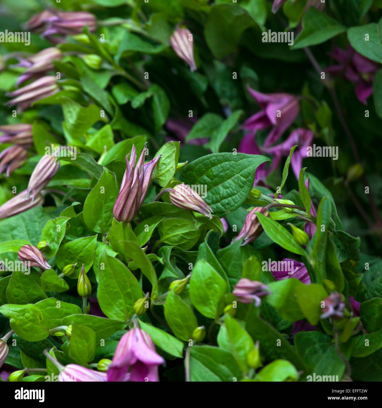 dark blue hand bells Stock Photo - Alamy