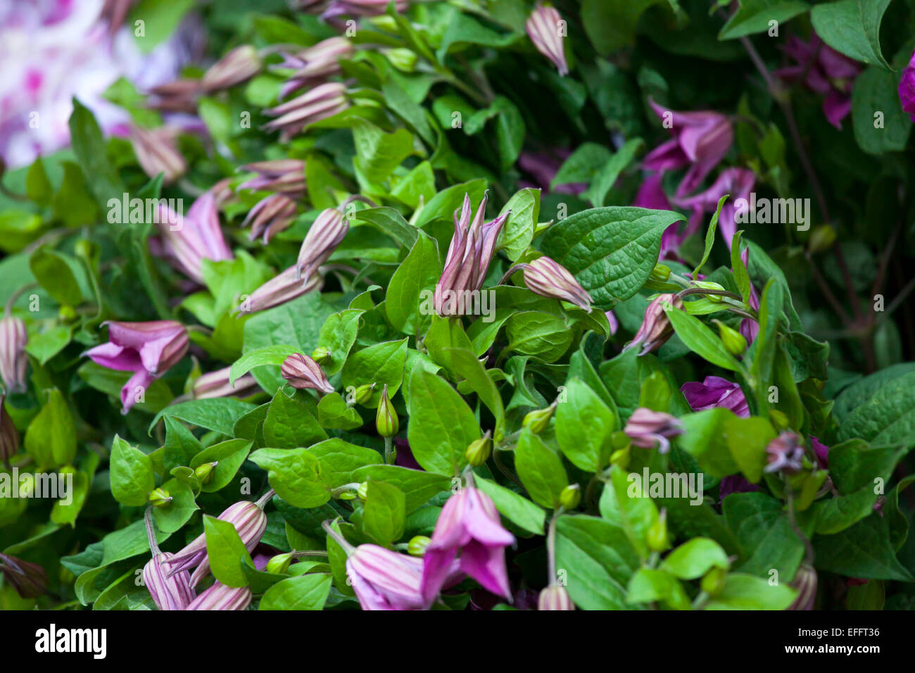 Hand bells hi-res stock photography and images - Alamy