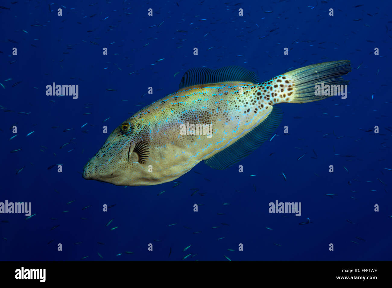 Egypt, Red Sea, Scribbled leatherjacket, Aluterus scriptus, in front of ...