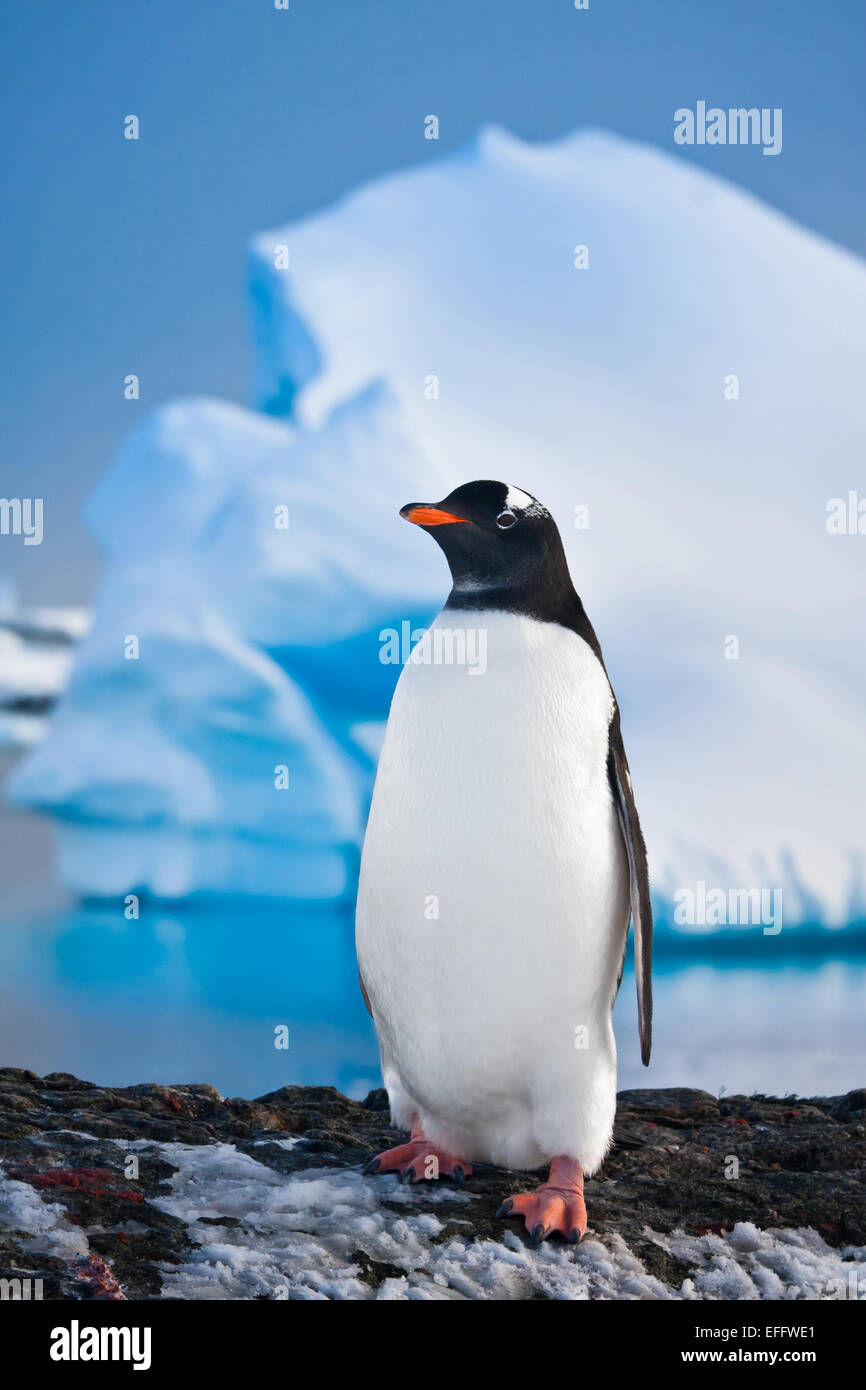 penguin on the rocks Stock Photo - Alamy