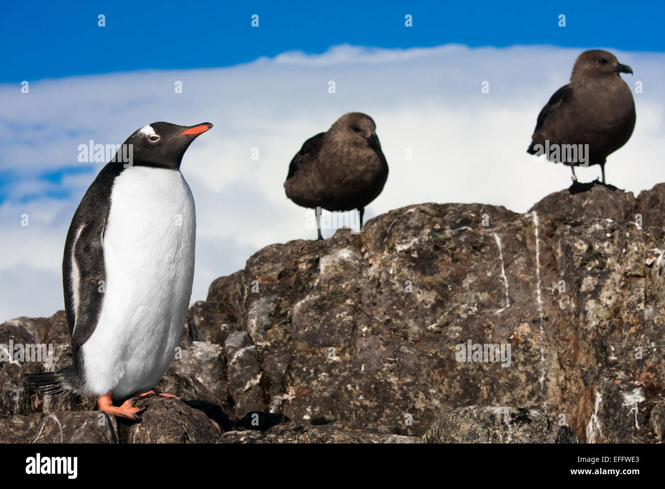 penguin in Antarctica Stock Photo - Alamy