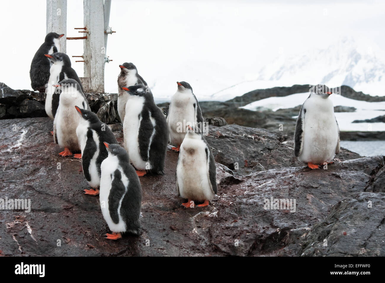 group of penguins Stock Photo - Alamy