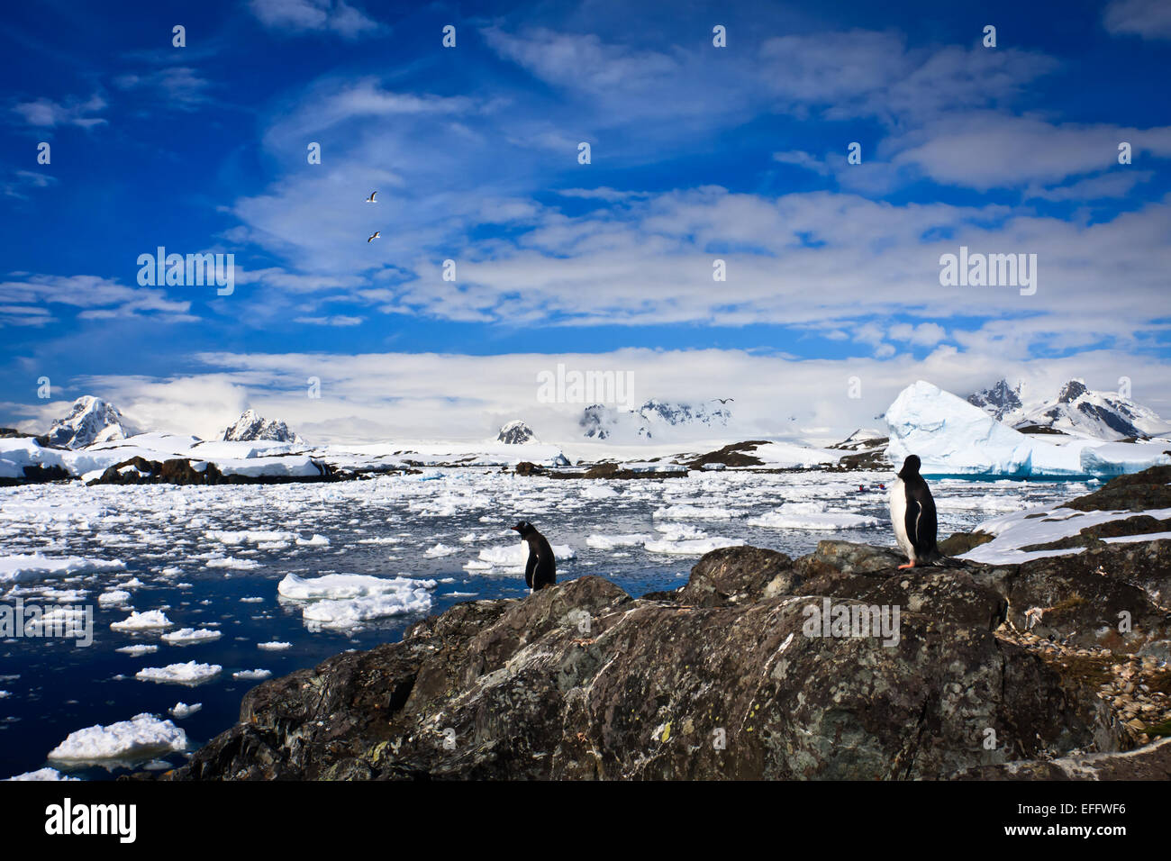 penguins in Antarctica Stock Photo - Alamy