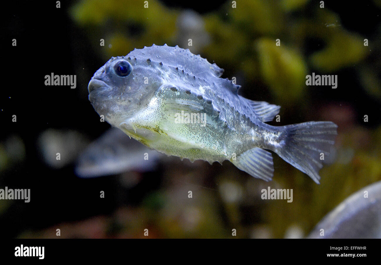 Toenning, Germany. 03rd Feb, 2015. a lumpfish swimS in an aquarium at ...