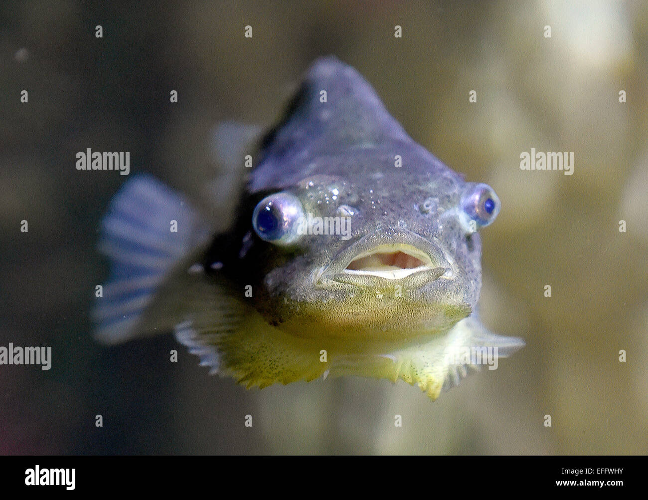 30 3cm hi-res stock photography and images - Alamy