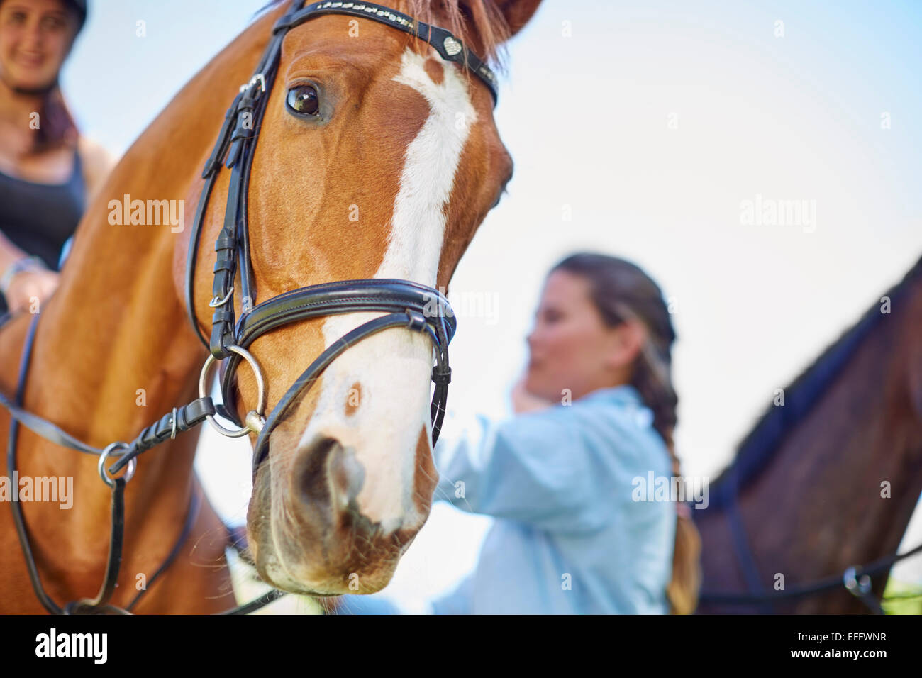 Cape riding horse hi-res stock photography and images - Alamy