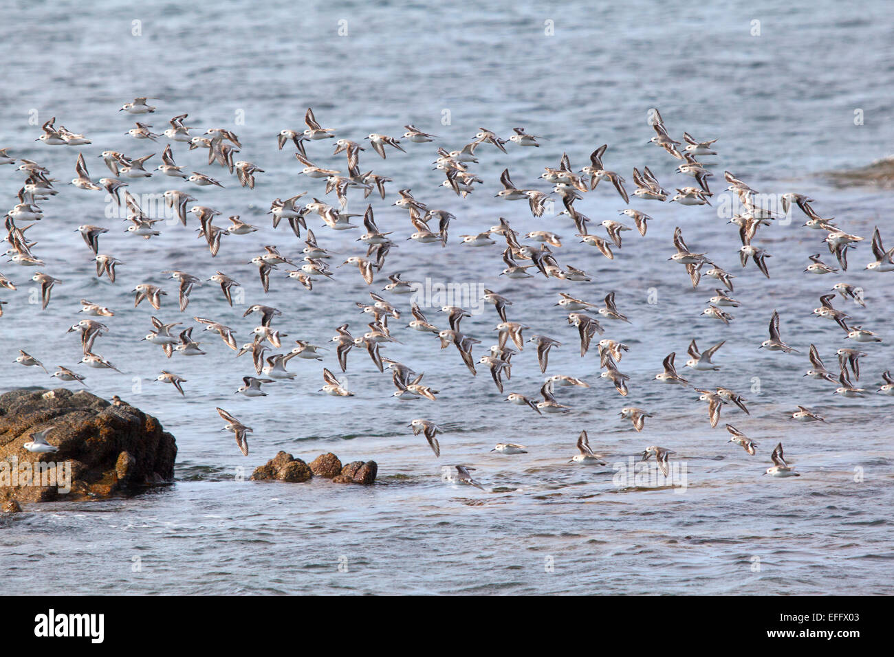 The birds fly south hi-res stock photography and images - Alamy