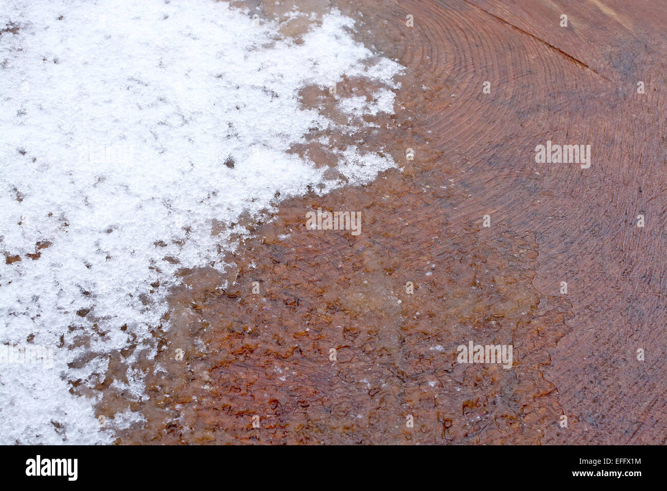 Cut tree surface with melting snow slush as background or copy space ...