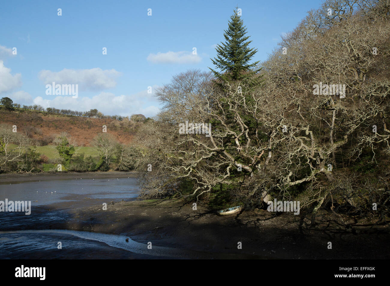 Small boat moored under trees on the Helford Estuary in Cornwall at low ...