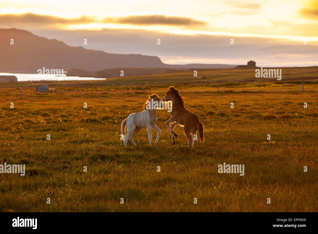 Two young foals at play in the sunset near Hofsos in Skagafjordur ...