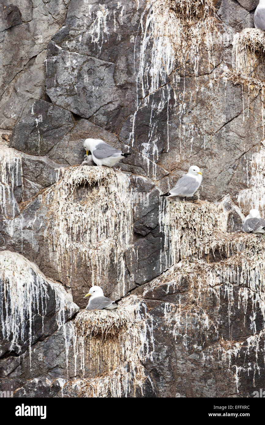 Black legged kittiwake nest in the cliff hi-res stock photography and ...