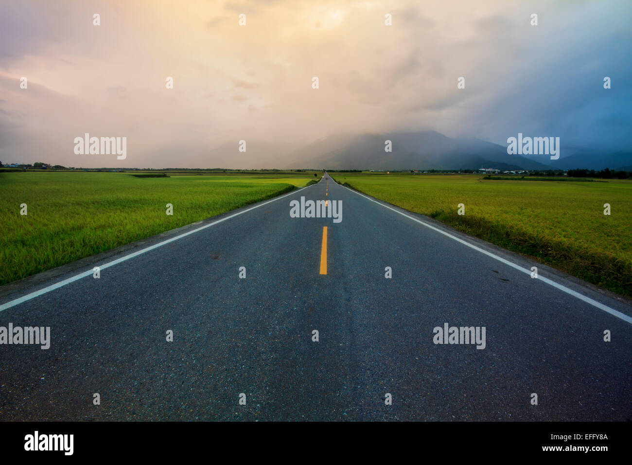 The road pass trough green rice field for adv or others purpose use ...