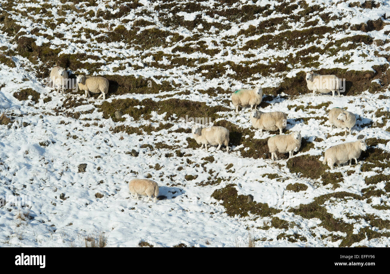 Sheep on scottish border hills hi-res stock photography and images - Alamy