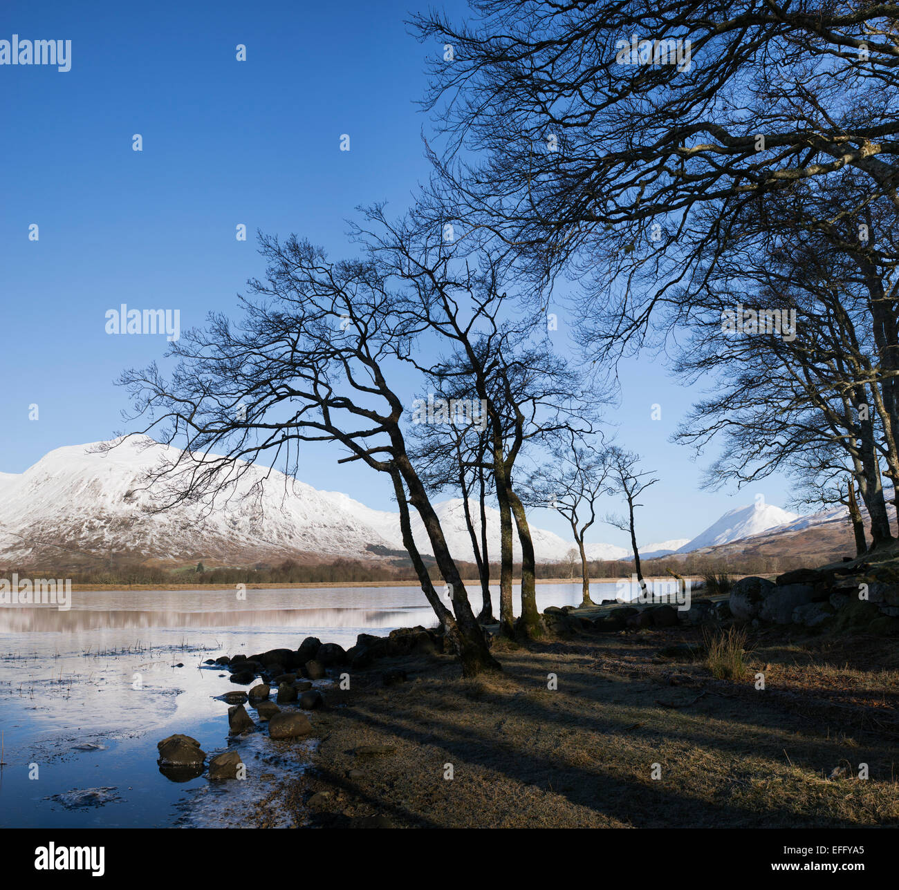 Winter trees on the shore of Loch Awe and snow covered mountains ...