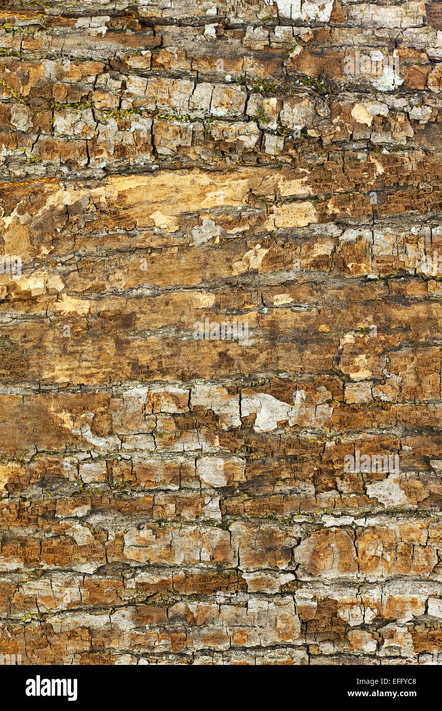 Nature oak bark for use as background. Closeup Stock Photo - Alamy