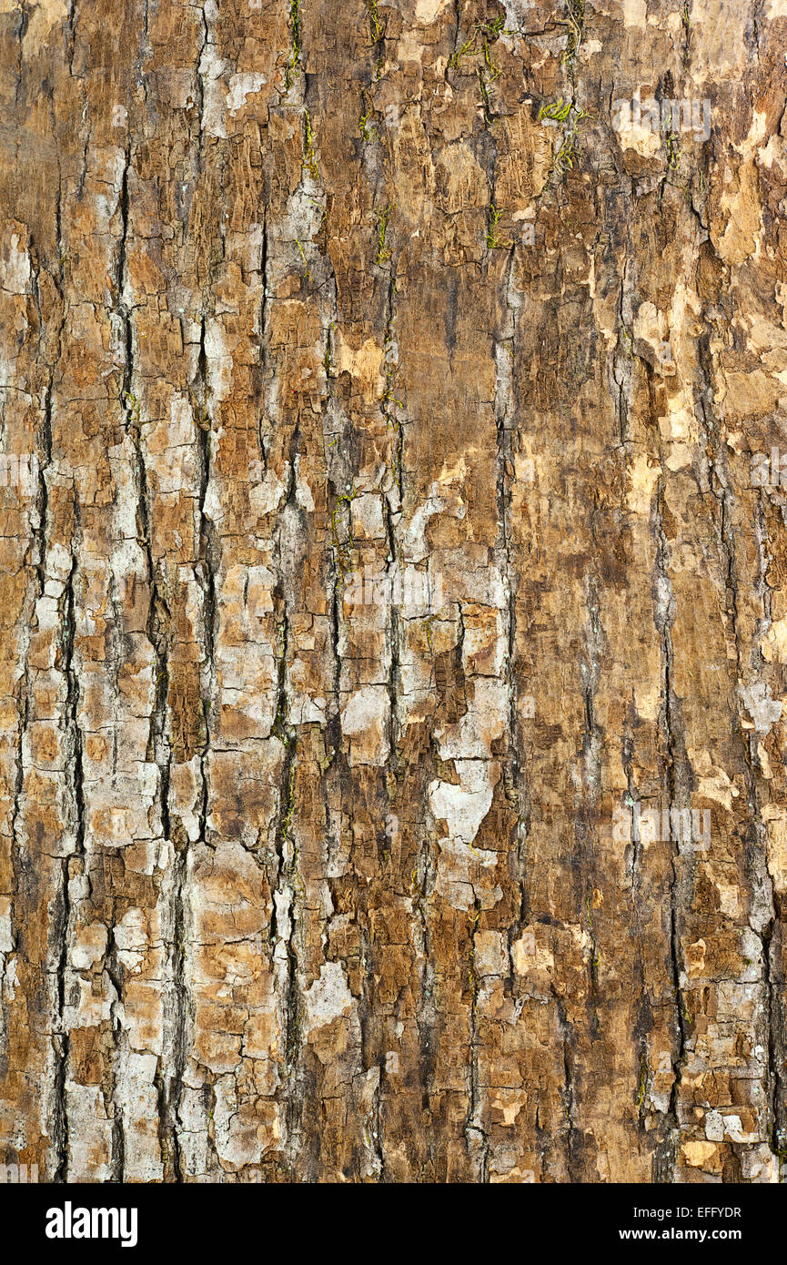 Nature oak bark for use as background. Closeup Stock Photo - Alamy