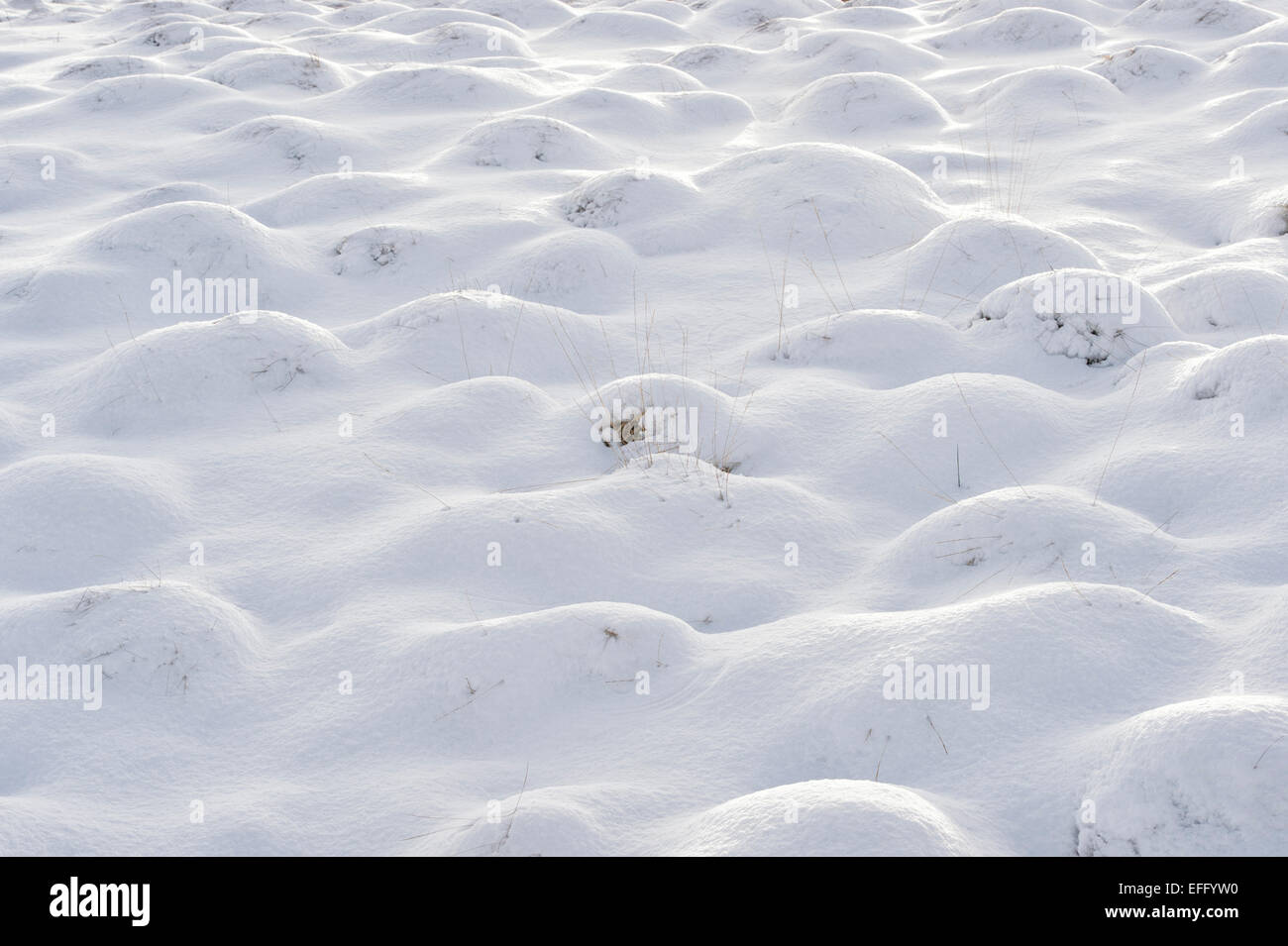 Scottish grass hi-res stock photography and images - Alamy