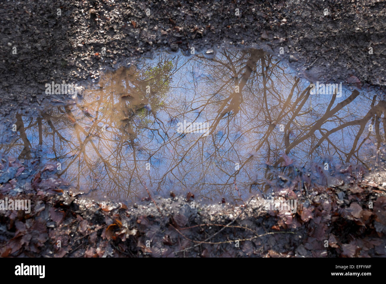 Blue sky and trees reflected in a puddle Stock Photo - Alamy