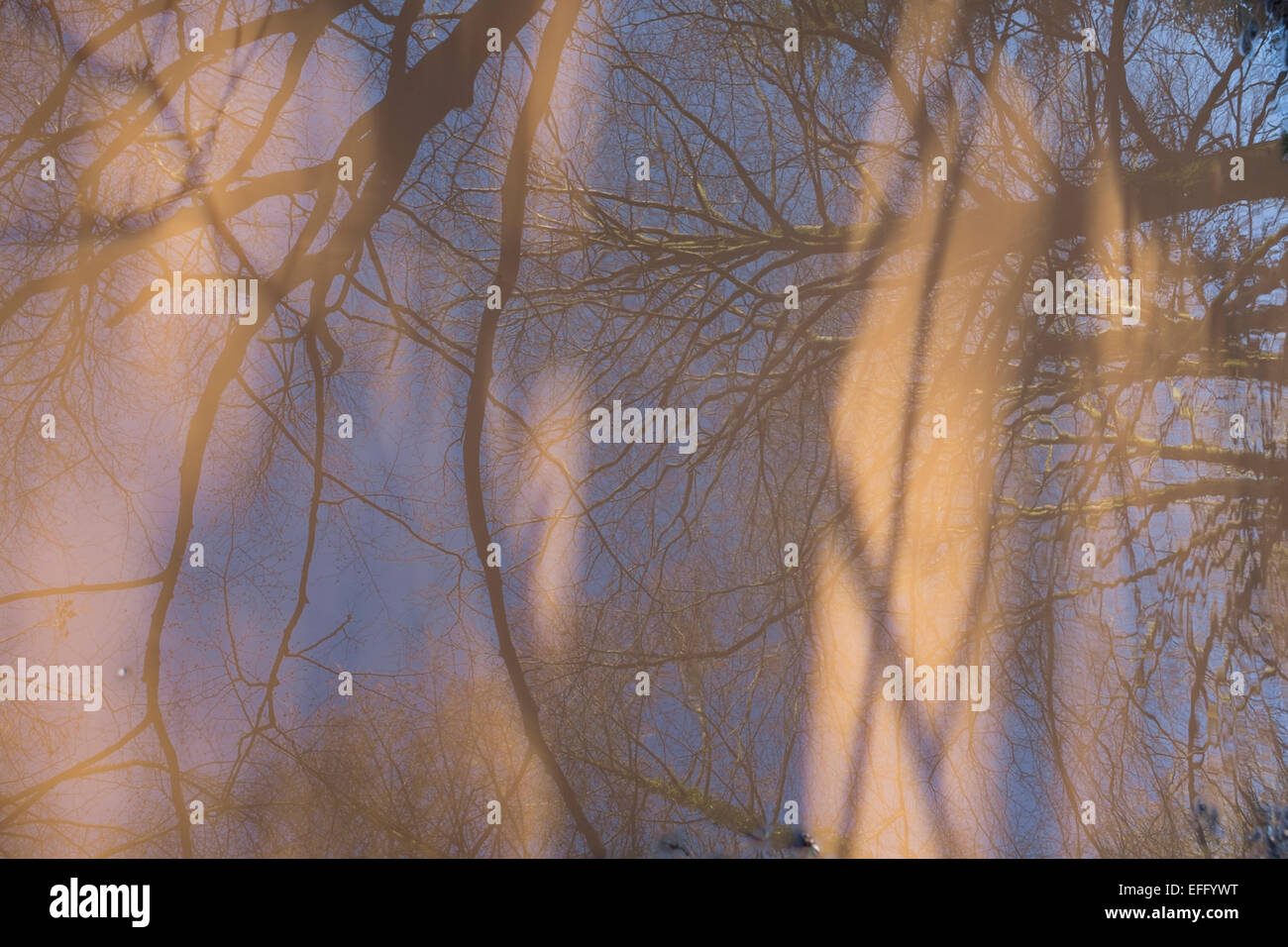 Blue sky and trees reflected in a puddle Stock Photo - Alamy