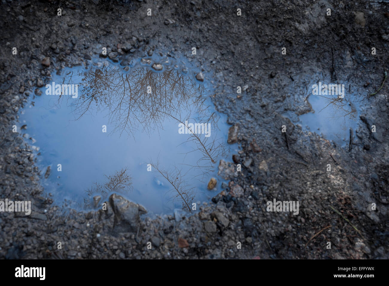 Blue sky and trees reflected in a puddle Stock Photo - Alamy