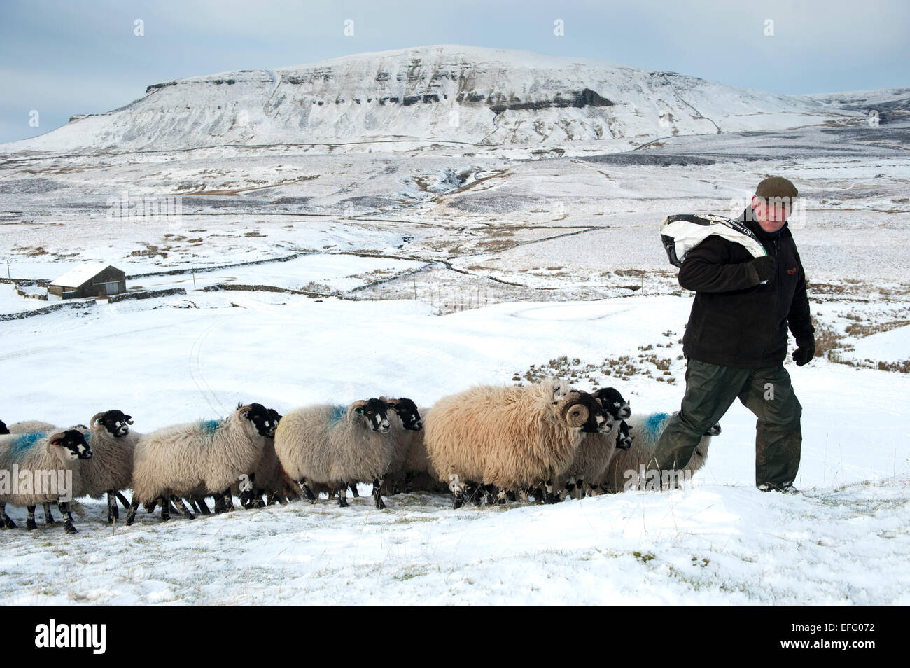 Shepherd leading a flock of sheep across snowy moorland. North ...