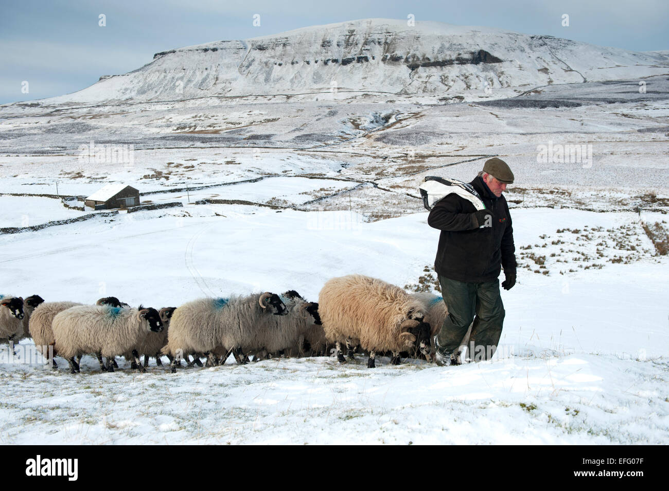 Shepherd leading his flock hi-res stock photography and images - Alamy