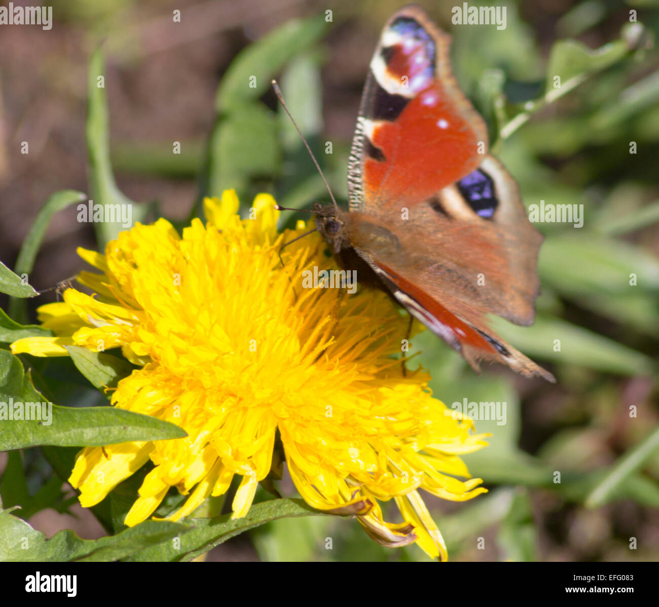 Dandelion uk butterfly hi-res stock photography and images - Alamy