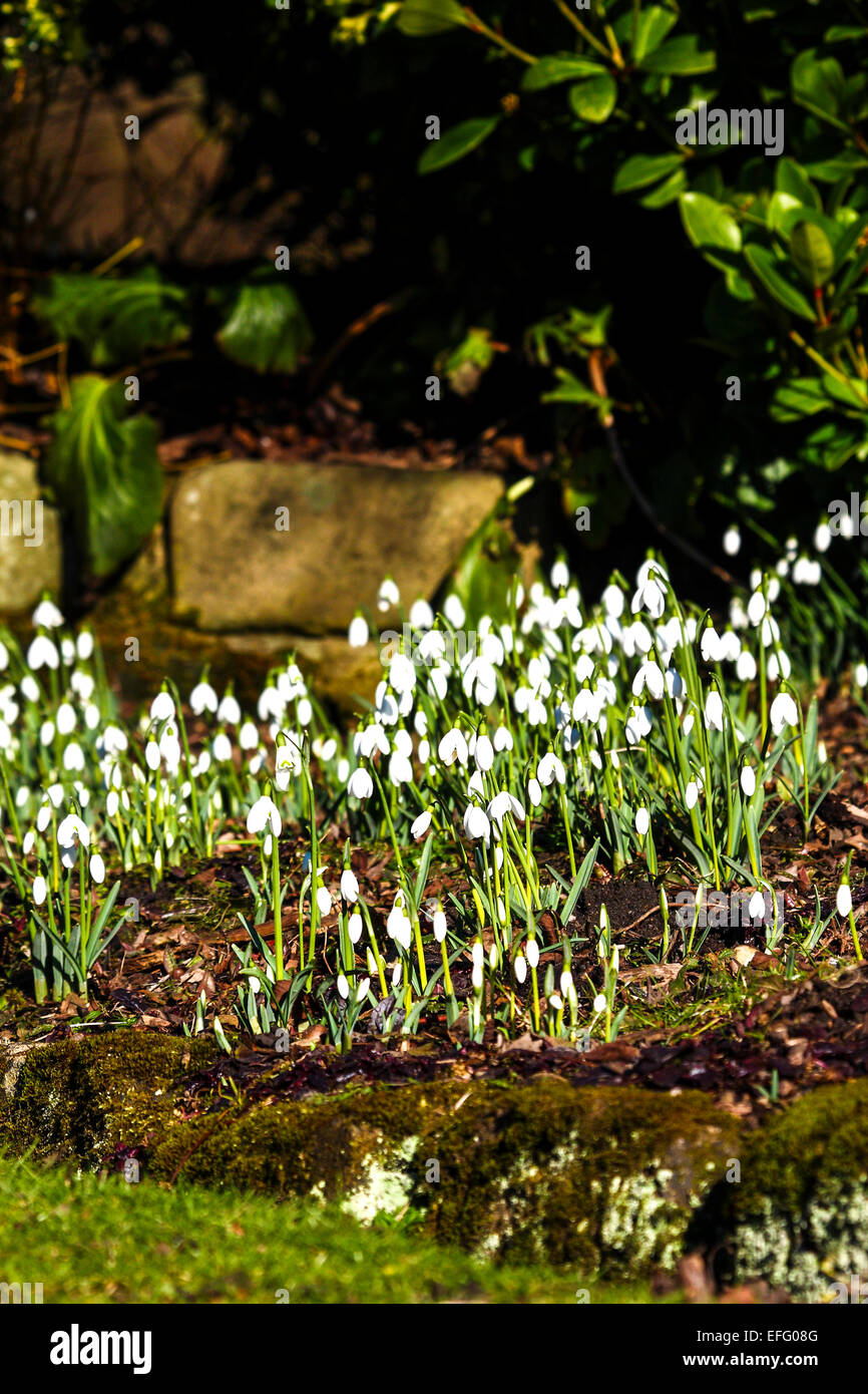 Early spring snowdrops Stock Photo - Alamy