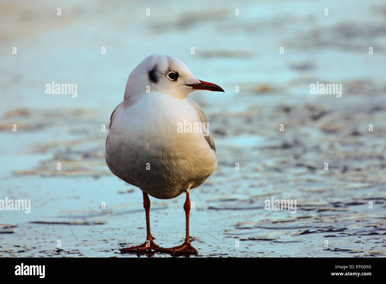 Sad seagull hi-res stock photography and images - Alamy