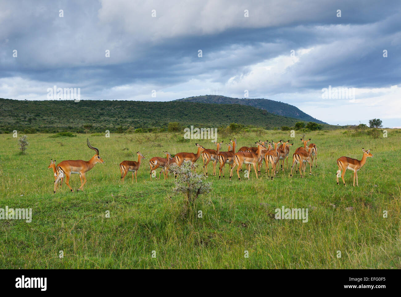 Herd Of Thomson's Gazelle Eudorcas thomsoni, Taken In The Maasai mara ...