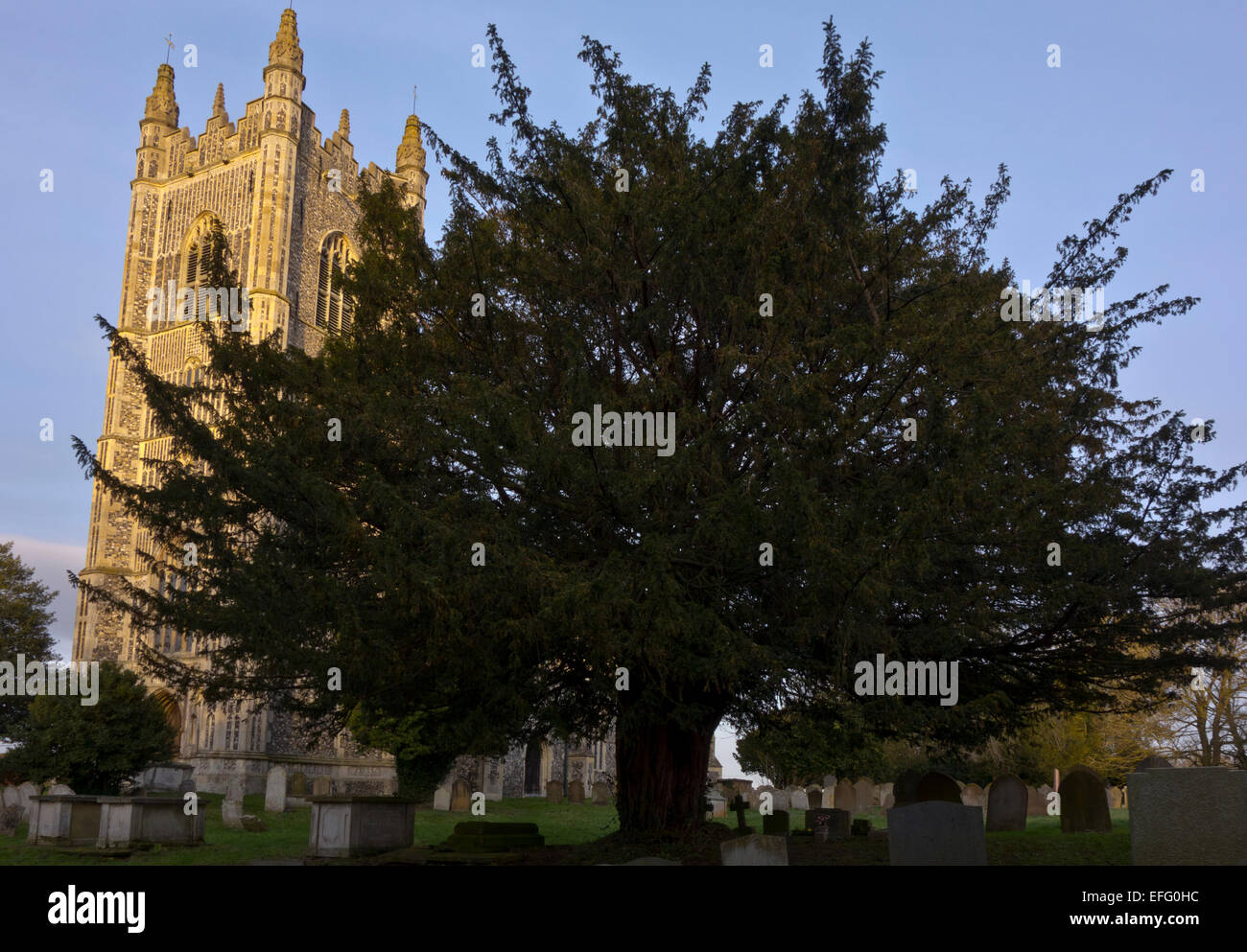 Yew tree in churchyard Graveyard Stock Photo - Alamy
