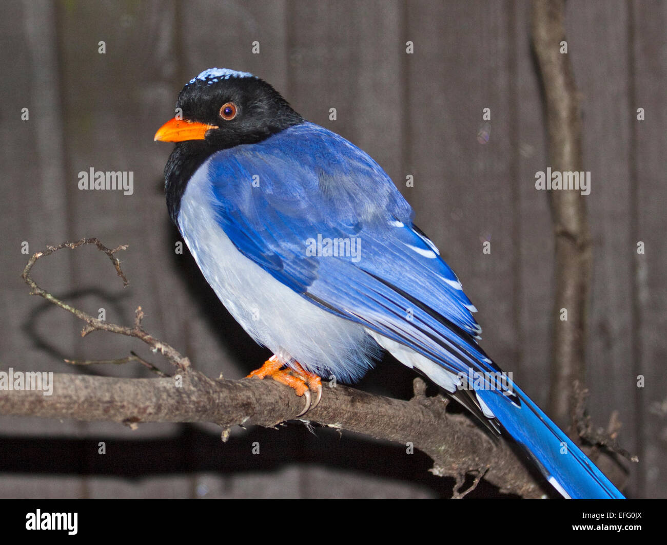Red-Billed Blue Magpie (urocissa erythrorhyncha Stock Photo - Alamy