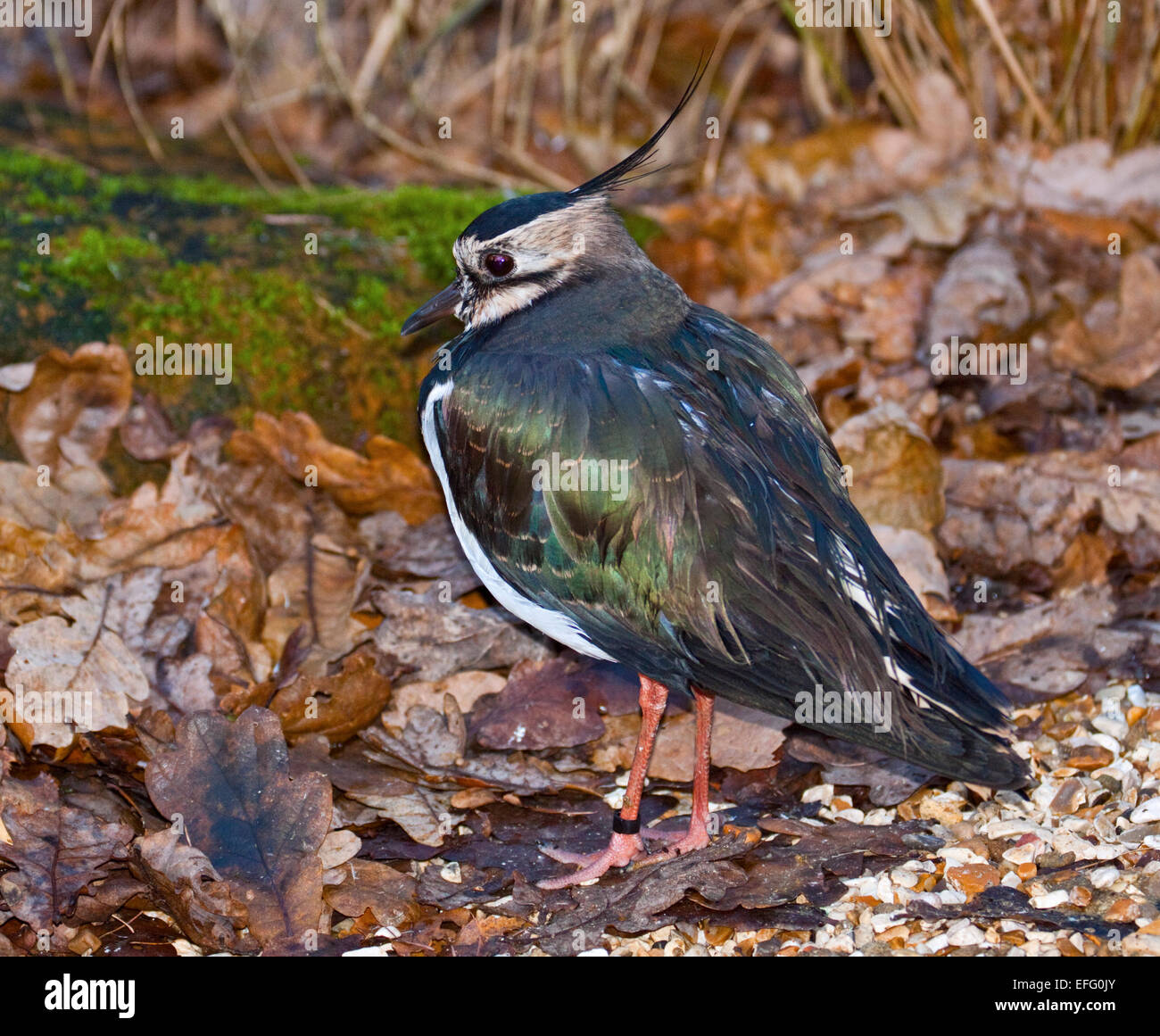 Green plover uk hi-res stock photography and images - Alamy
