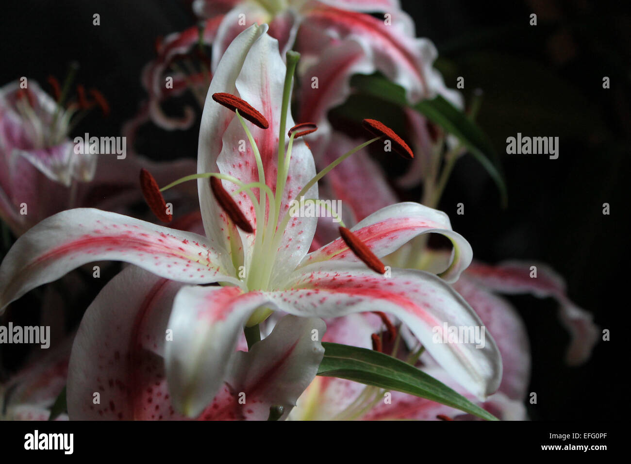 Lillium hi-res stock photography and images - Alamy