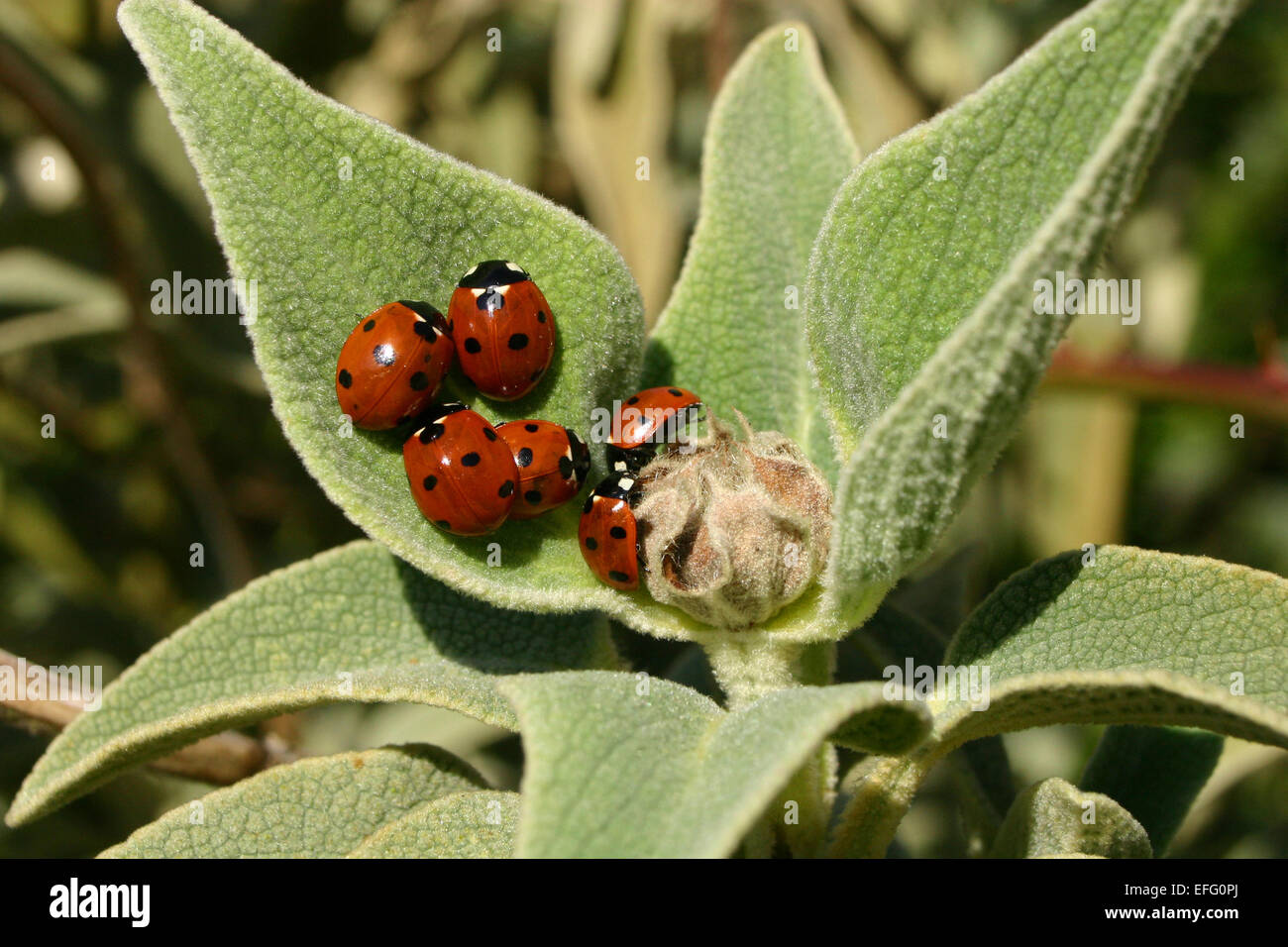 V ladybird hi-res stock photography and images - Alamy