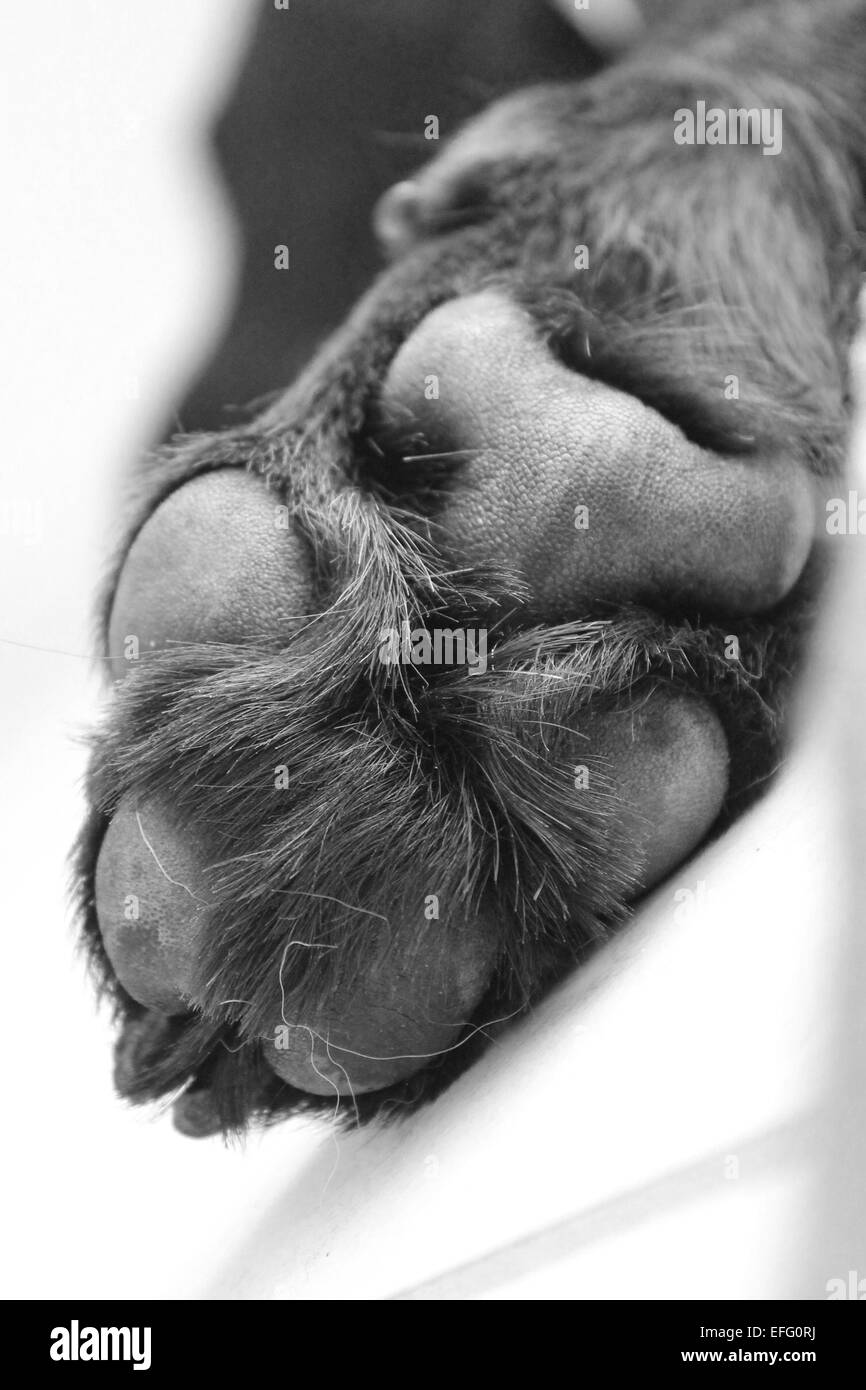 Paw with claws Black and White Stock Photos & Images - Alamy