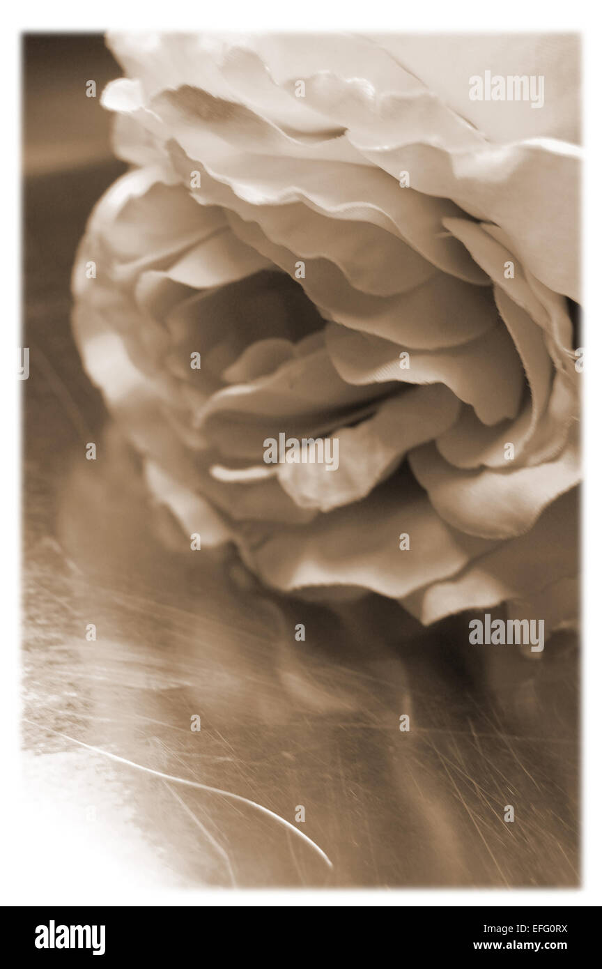plant, romance, romantic, love, light, color photography, photography ...