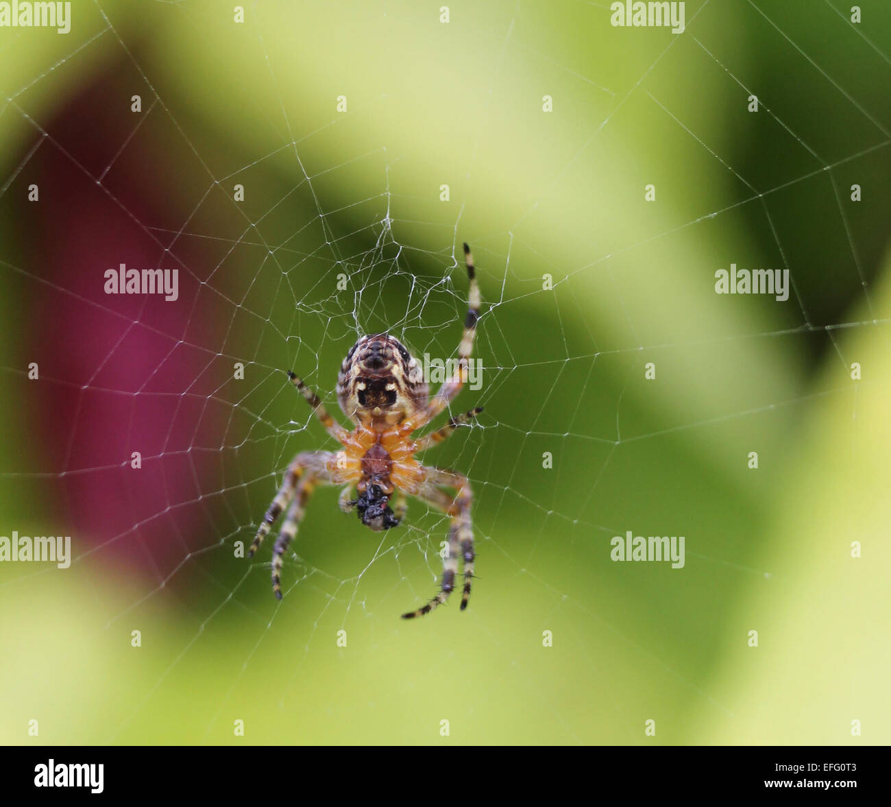 Money spider hi-res stock photography and images - Alamy