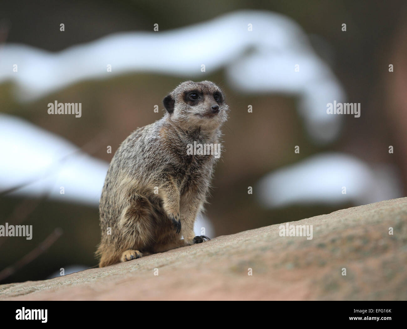 Magdeburg, Germany. 02nd Feb, 2015. A meerkat in its snowy enclosure at ...