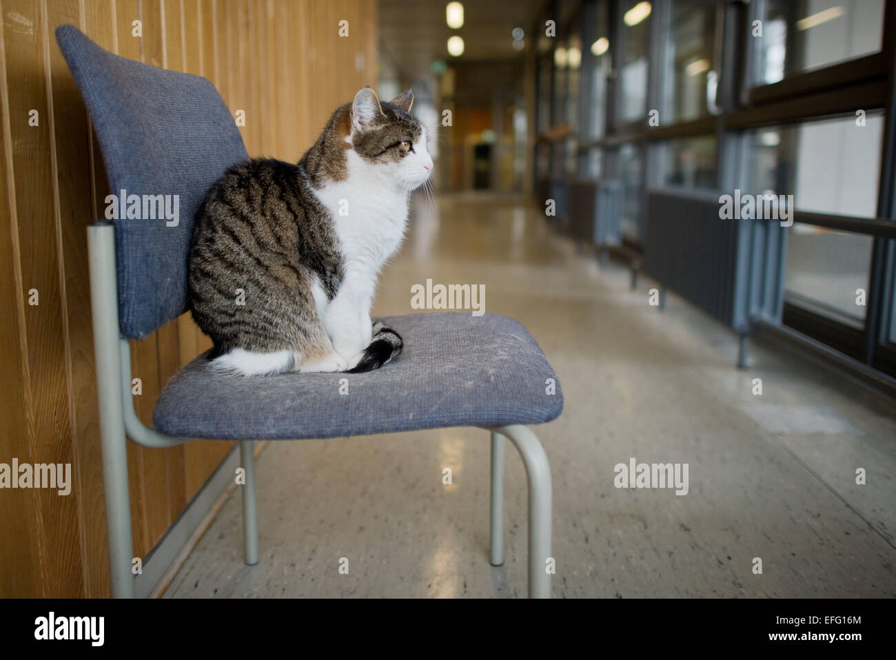 Hildesheim, Germany. 02nd Feb, 2015. Cat 'Fraeulein Sinner' sits on a ...