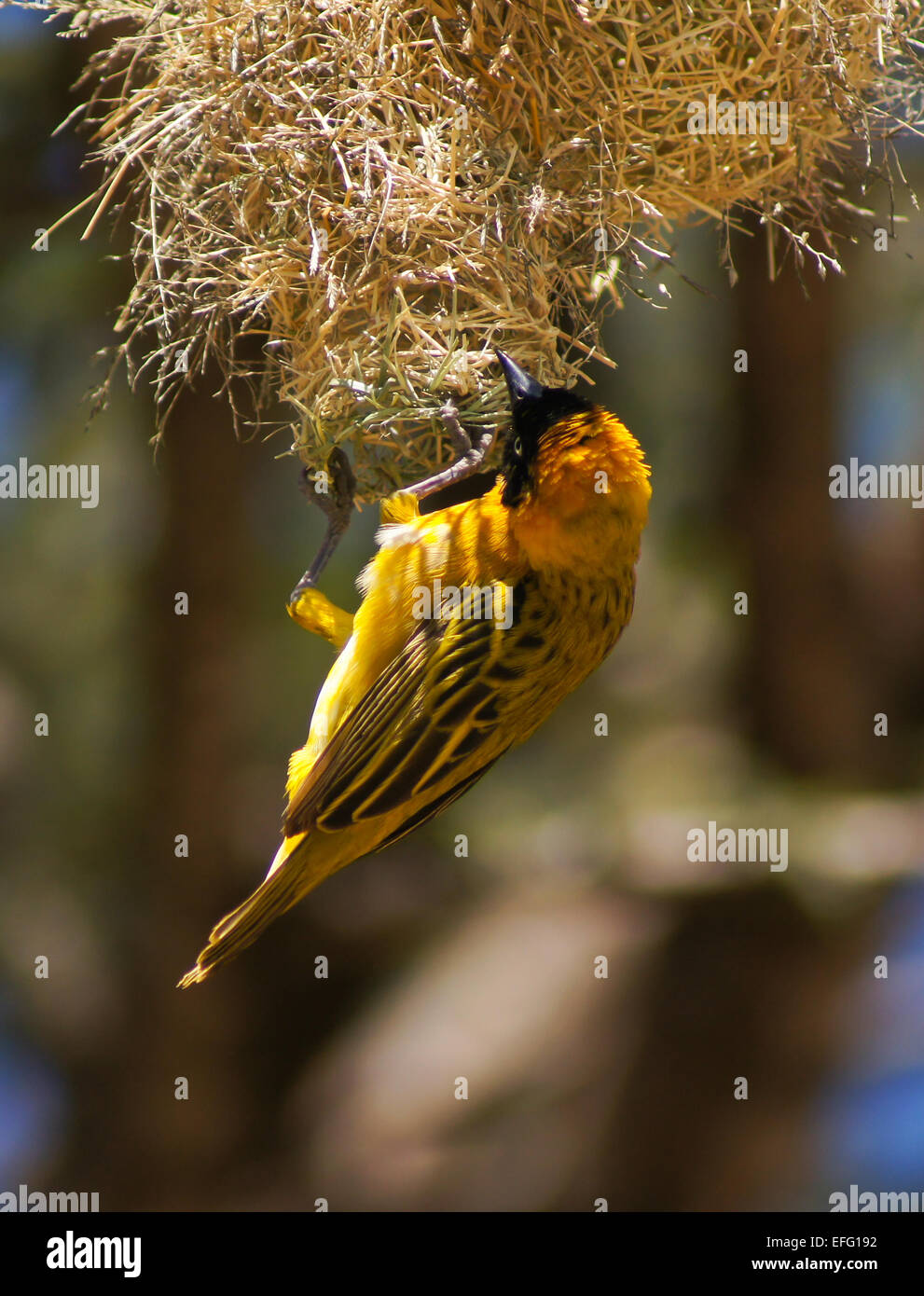 Ploceus Melanocephalus High Resolution Stock Photography and Images - Alamy