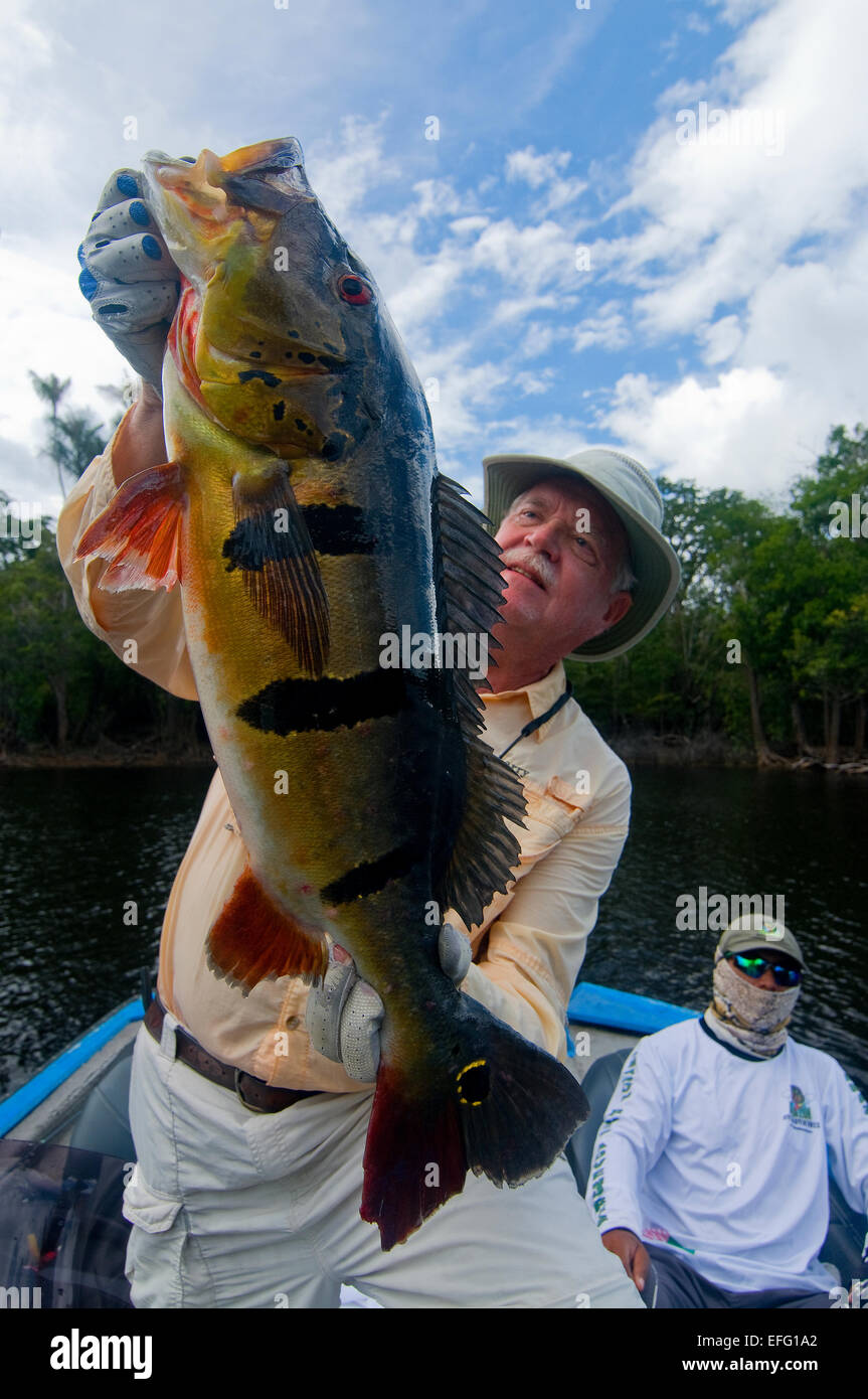 An angler admires a 16 pound peacock bass caught on a topwater plug ...